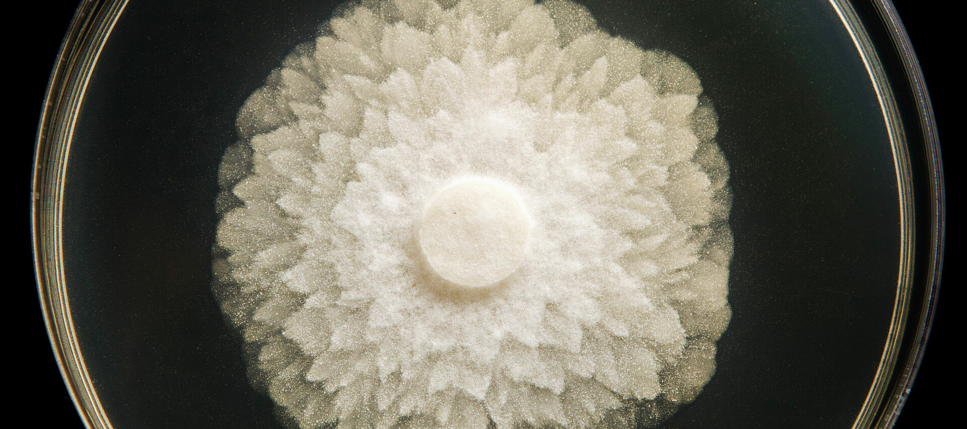 Pythium ultimum | Koppert Ελλάδα