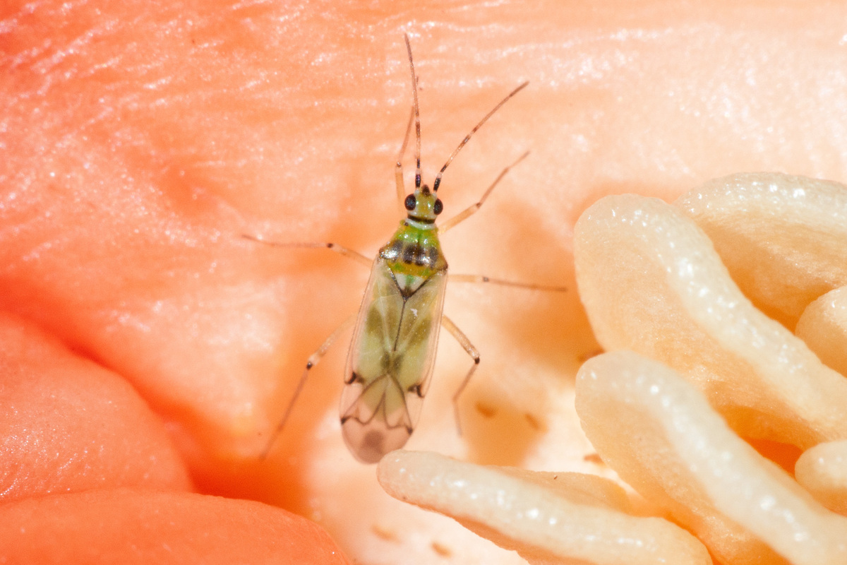 Nesibug | Προϊόντα Koppert