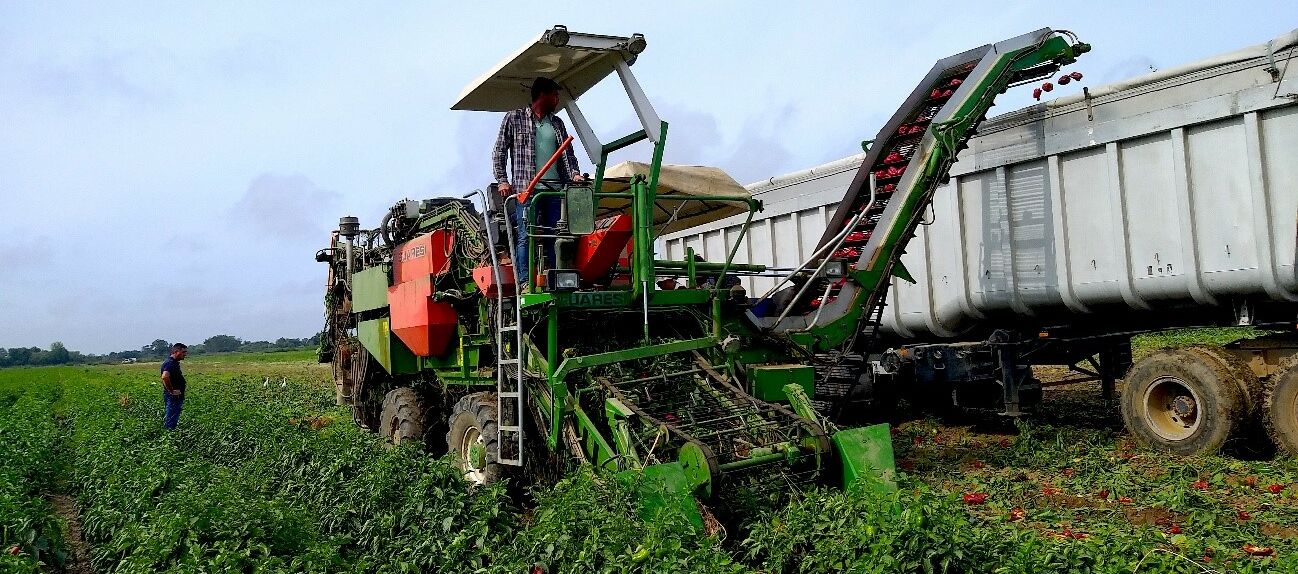 Sociedade Agrícola Militão: Trianum-P: Αύξηση της υγείας των φυτών