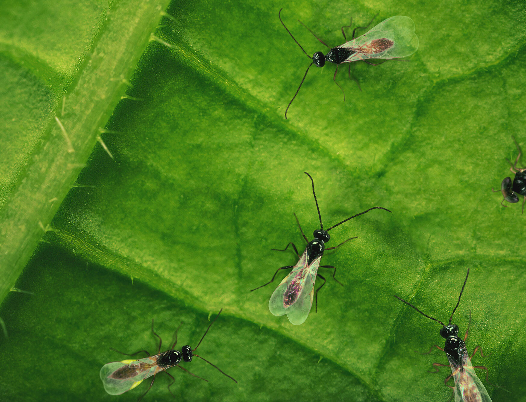 Aphiscout | Προϊόντα Koppert